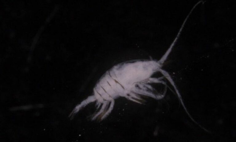 Zooplankton - Freshwater Biodiversity Portal of Bangladesh