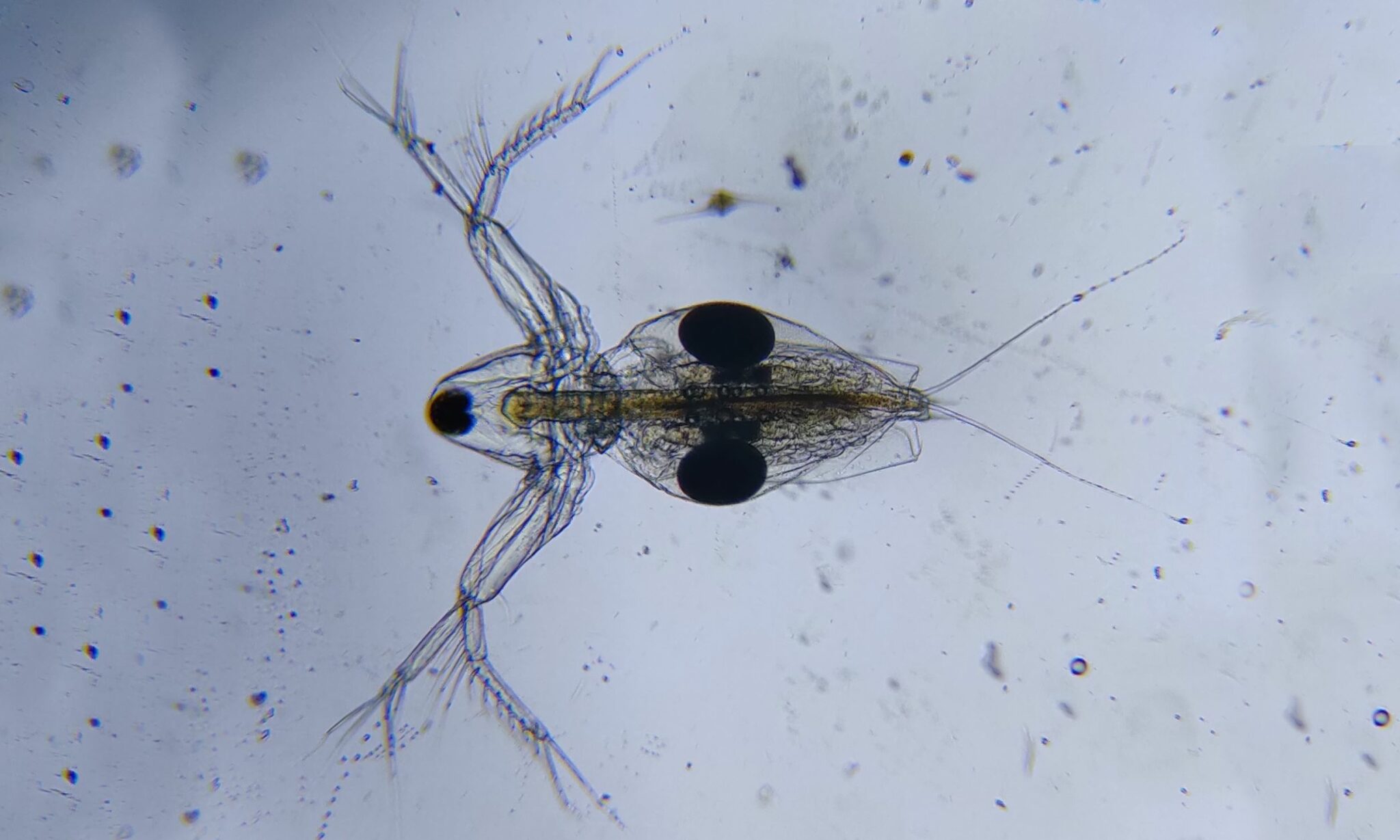 Zooplankton - Freshwater Biodiversity Portal of Bangladesh