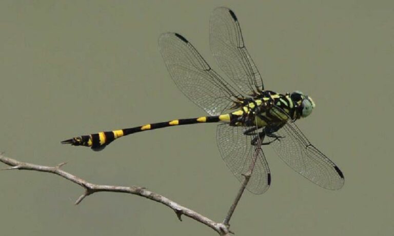 Insects – Freshwater Biodiversity Portal of Bangladesh