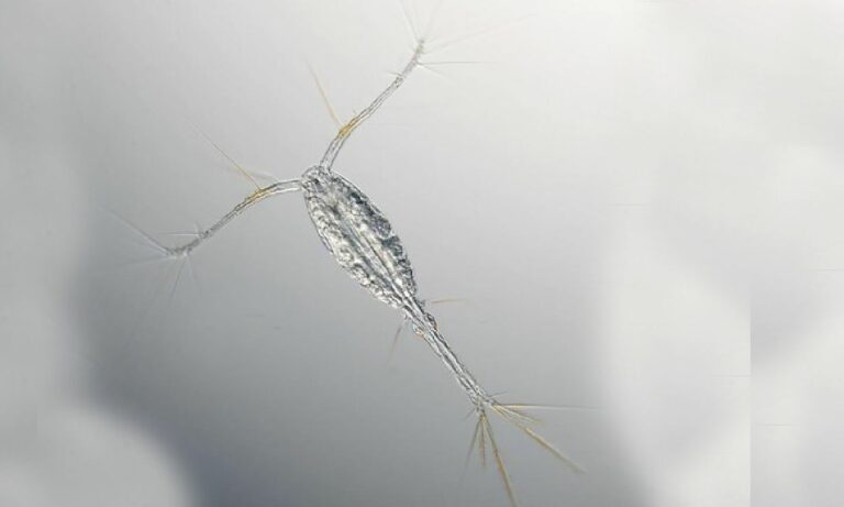 Zooplankton – Freshwater Biodiversity Portal of Bangladesh