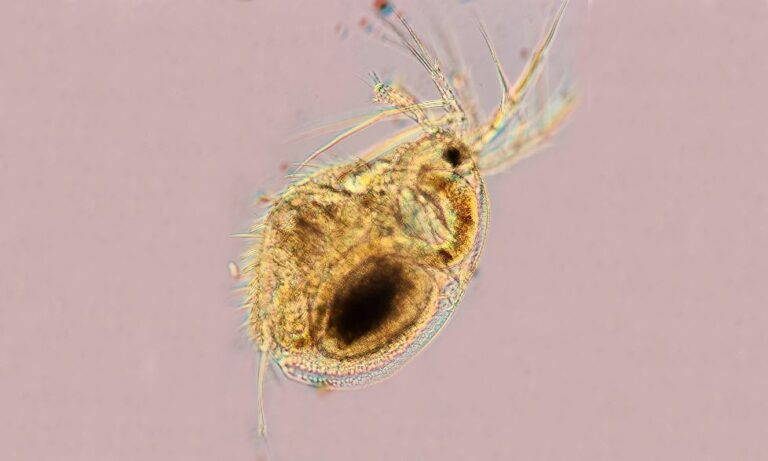 Sagitta sp. - Freshwater Biodiversity Portal of Bangladesh
