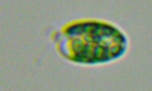 Phytoplankton – Freshwater Biodiversity Portal of Bangladesh