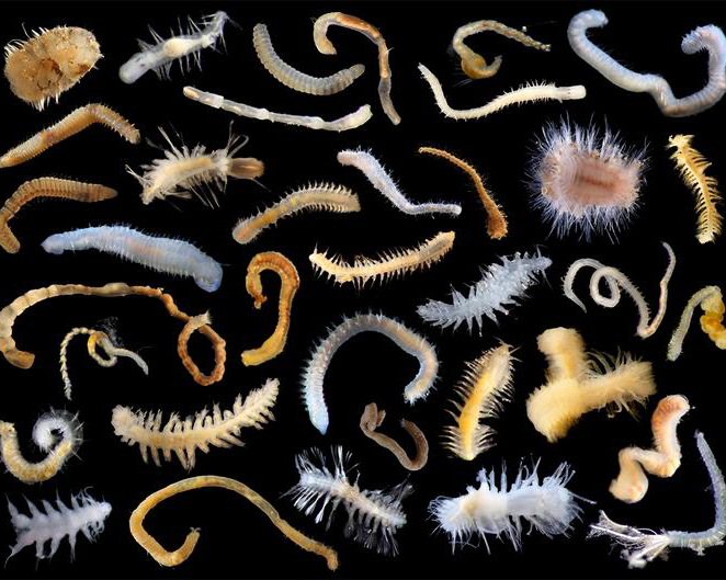Aquatic Worms - Freshwater Biodiversity Portal of Bangladesh